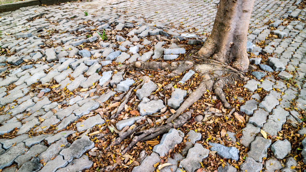 Safeguarding OSP Integrity: Tree & Root Damage - Phoenix Loss Control